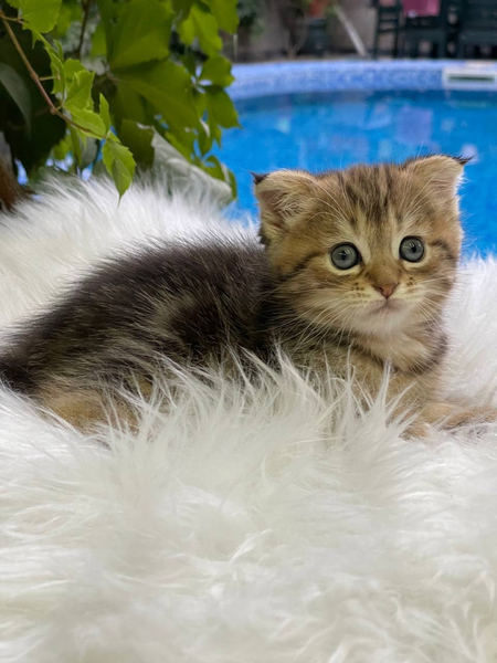 Скоттиш-фолд смешанный