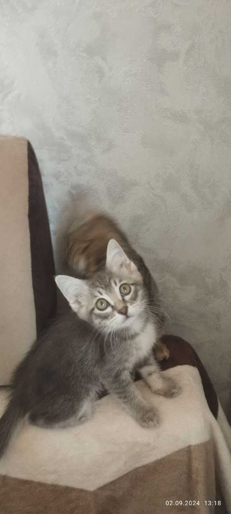 Красивые котятки
