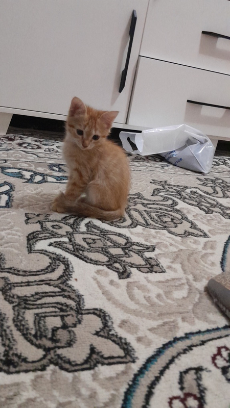 Домашние котенки 2 месяца