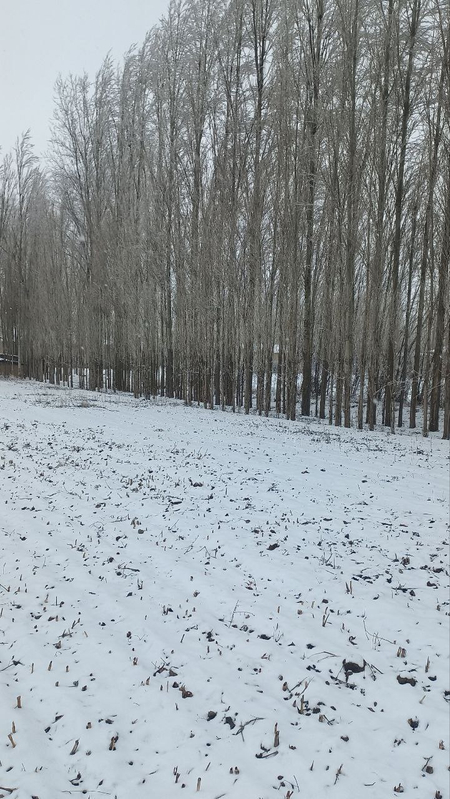 Терак 120 та! Сотилади! Срочно!