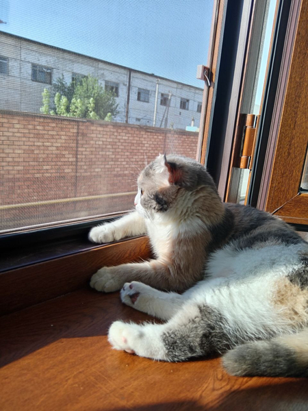 Кошка, породистая