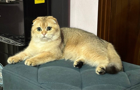 На продаже привозная кошечка