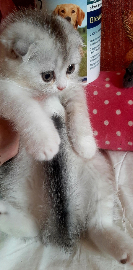 Котёнок шотландский