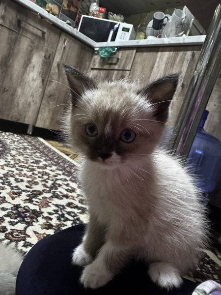 Котята Сиамские