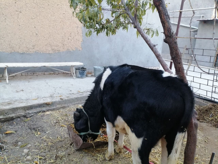Buqa sotiladi 1.5 yosh