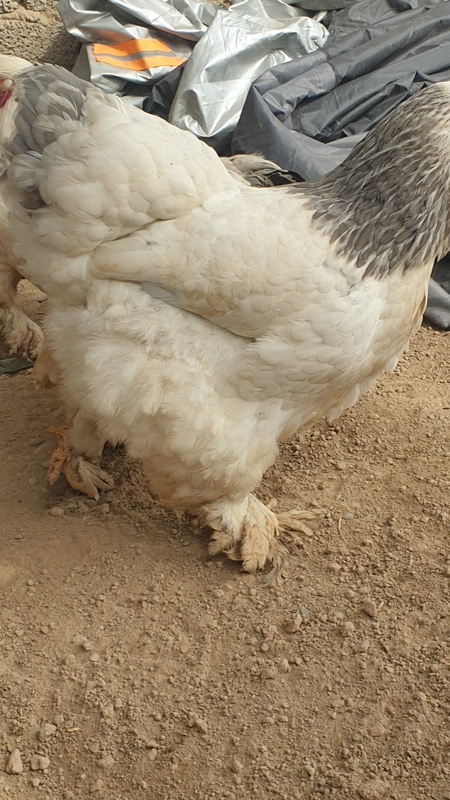 Brama tuxumlari bor