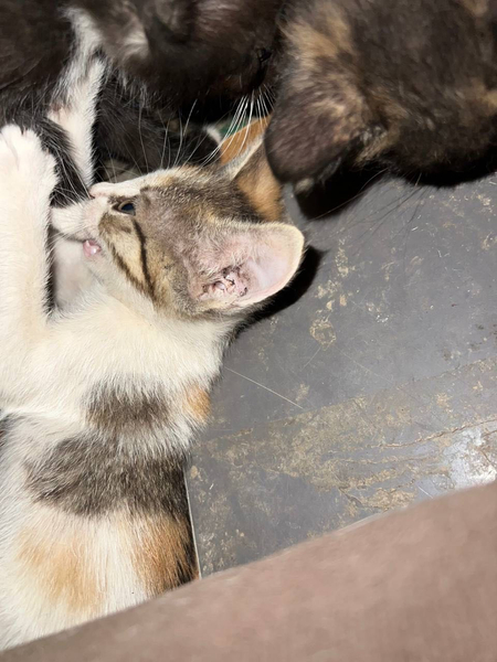 Бесплатно котята в хорошие руки