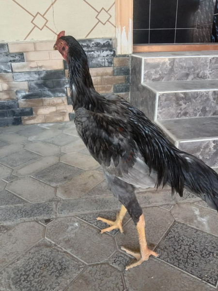 Xurozcha sotiladi