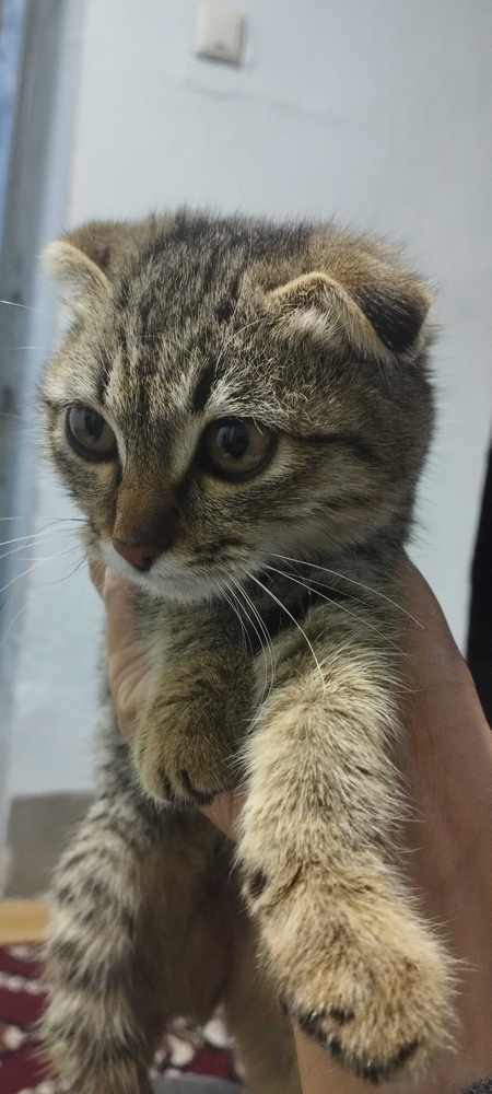 Котенок очень милый