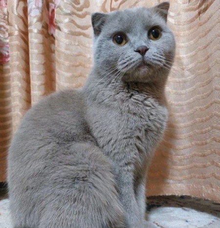 Котята шотландской породы