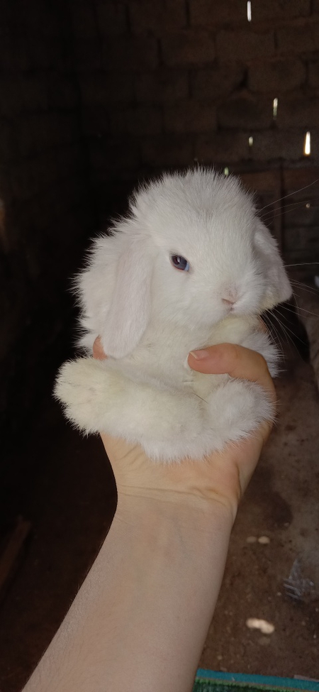 Xar xil zotli quyonla sotiladi