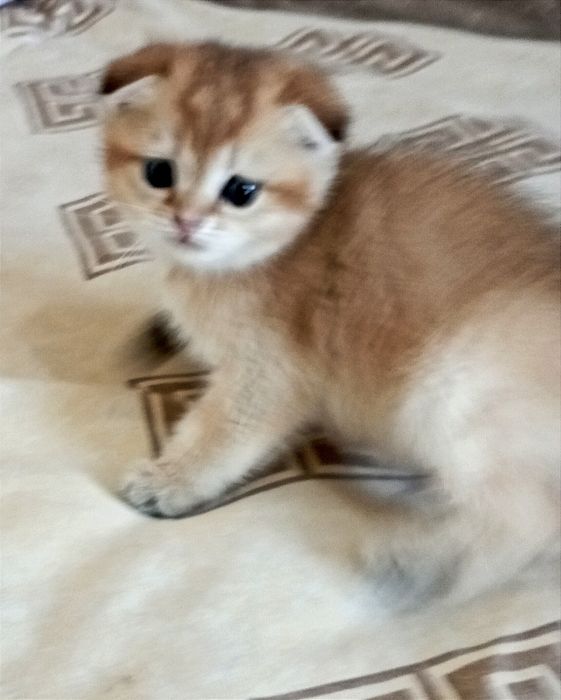 Шотландские шиншилы 1.5 мес. Мальчики