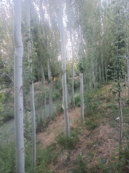 Uy yer sotiladi Yuqori chiqchiq yangi bozor