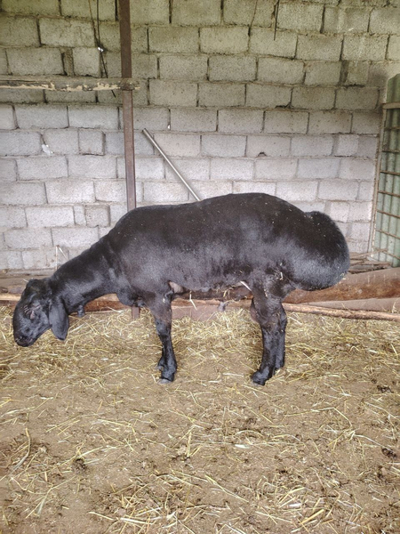 Qo'chqorla ehsonika