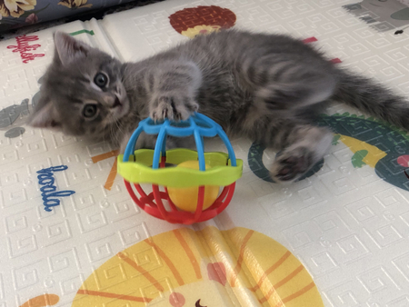 Котенка Персидская + Скоттиш страйт