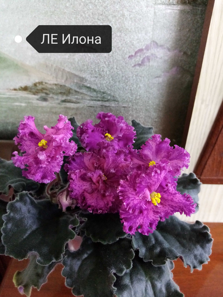 Продаются детки сортовых фиалок