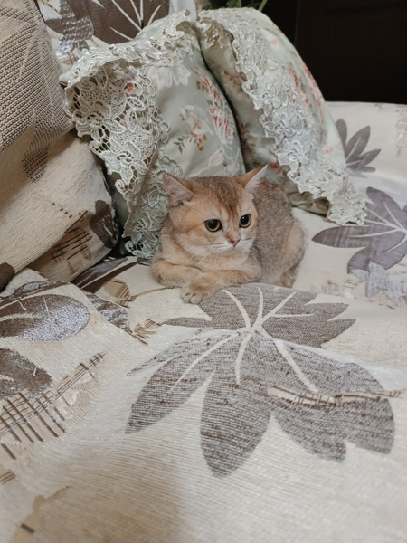 Британская шиншилла! 3 месяца.