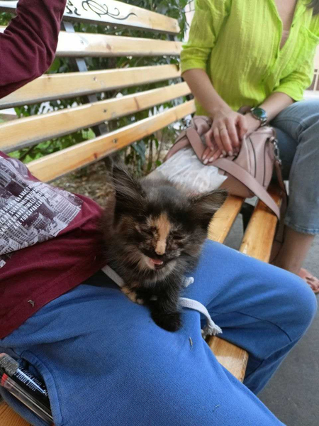 Котенок 1 месяц пушистый девочка