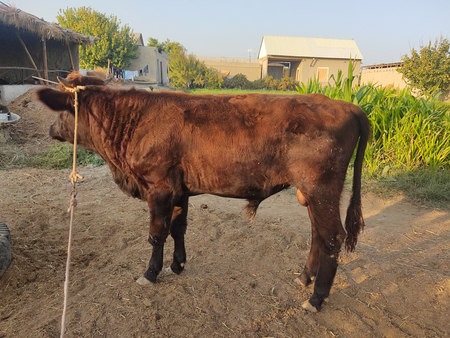 Buqqalar sotiladi