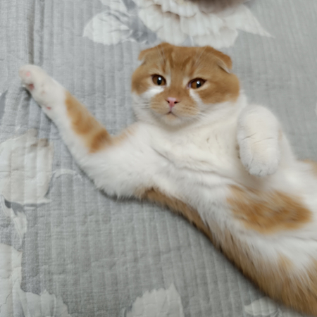 Вязка кота скоттиш фолд