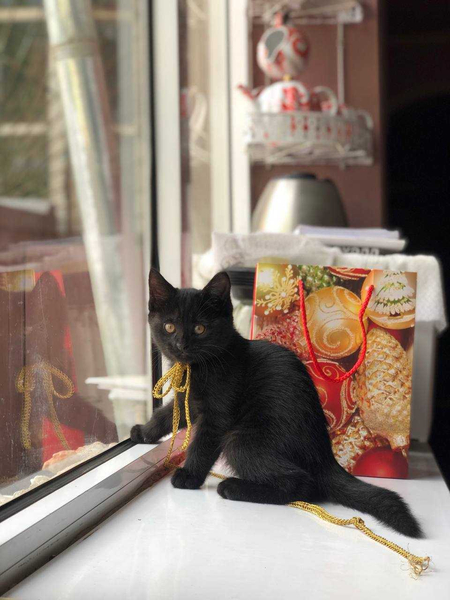 Mushuk / Mushukcha  / Котёнок / кот