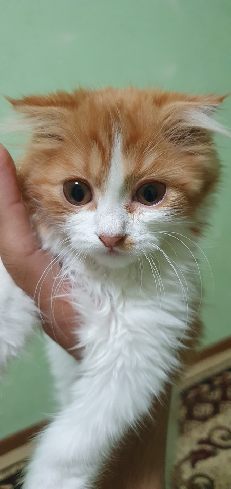 Шотландский котёнка срочно продаётся
