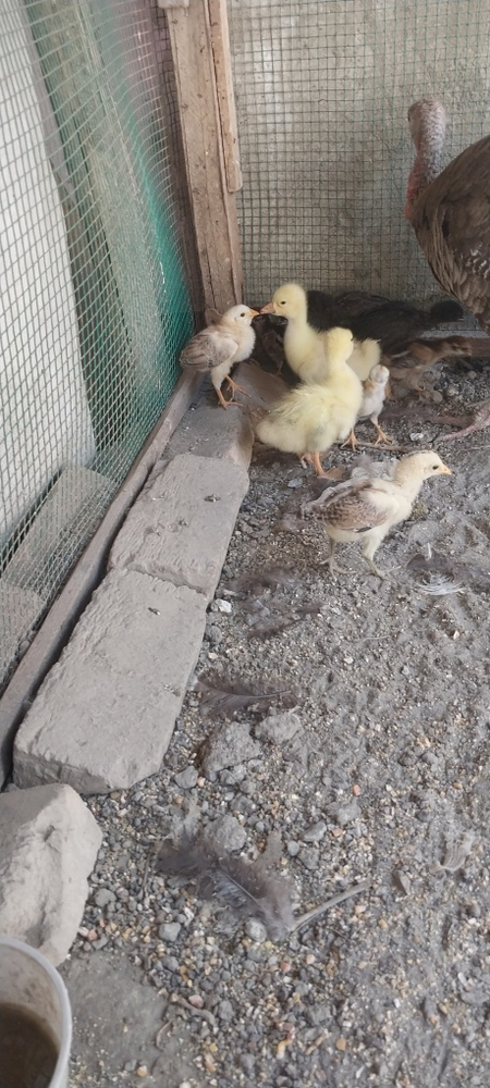 Qoni toza kulangi jòjalar sotiladi Ota onasini rasmini ham qòydim