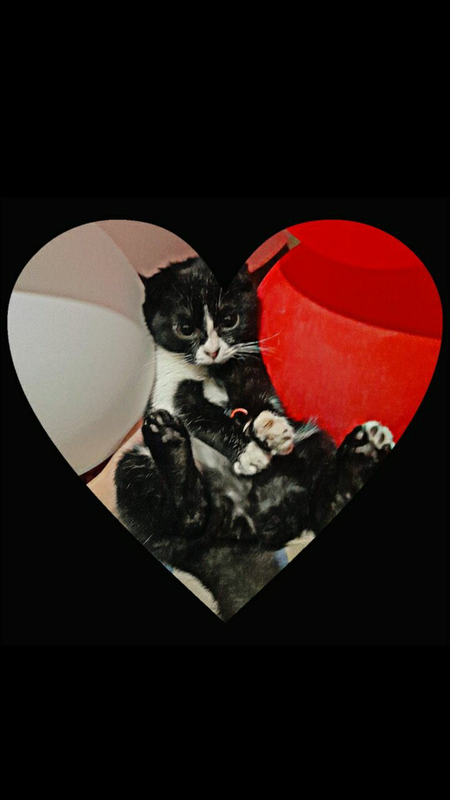 Котенок-подросток Скотиш фолд
