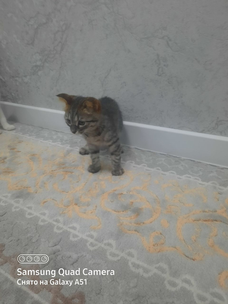 Пародистый котёнок