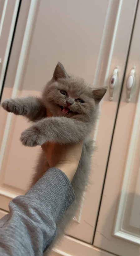 Британский котёнок