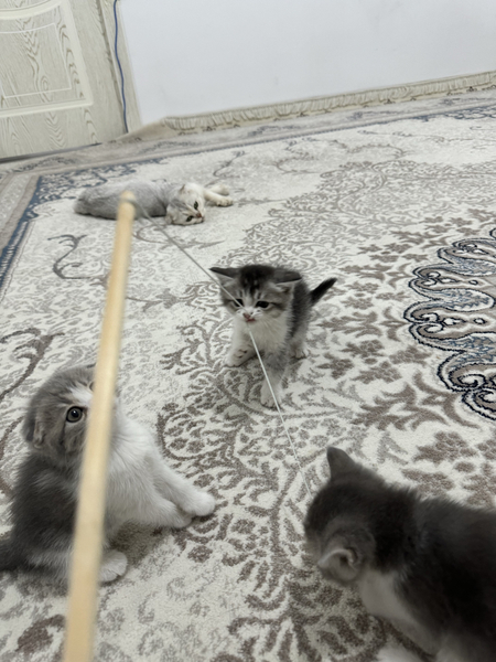 Скотиш фолд девочка и мальчик