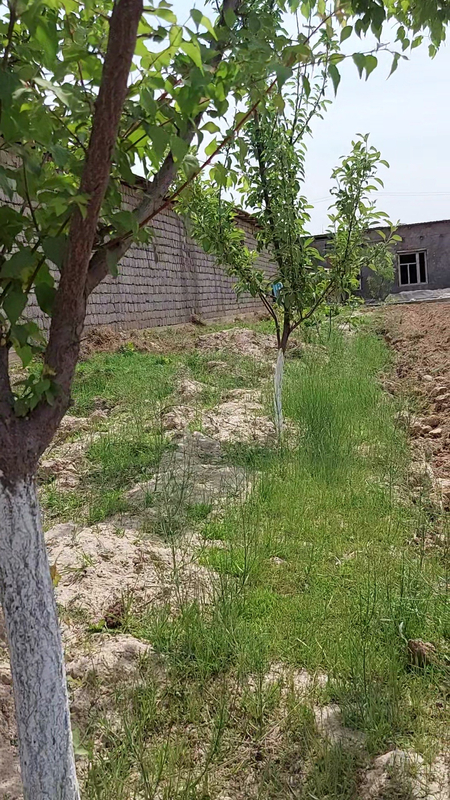 Dacha Дача 6 sot yer  Piskent