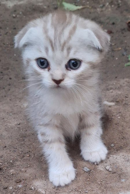Котята скоттиш фолд