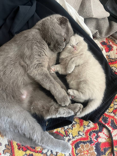 Scottish fold toza nasli