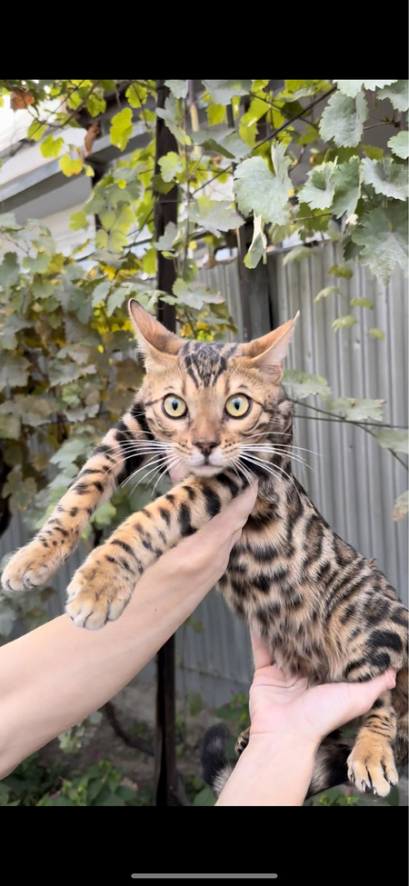 Бенгальский котенок