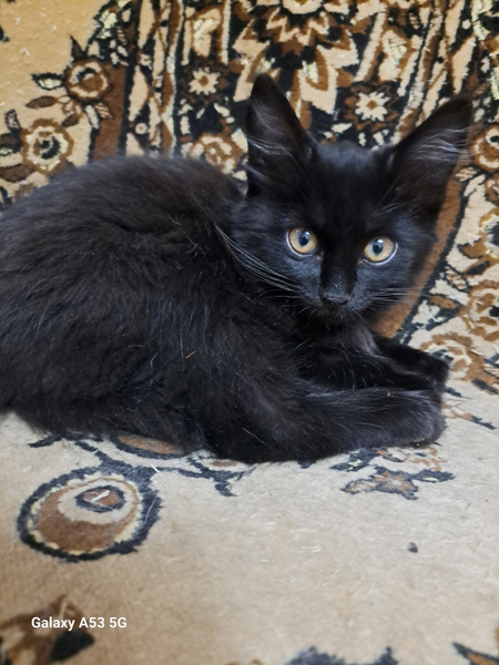 Котик в добрые руки