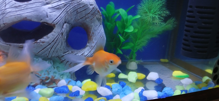 Akvarium balig'i aranda