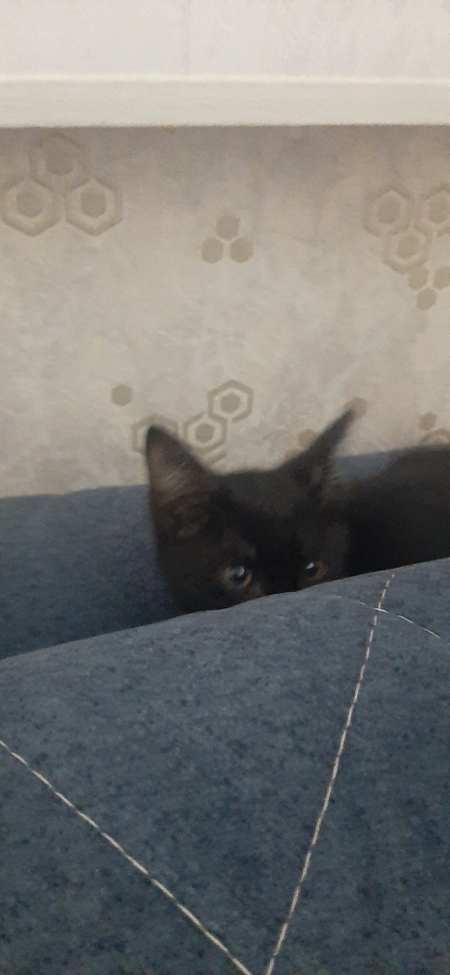 Котята бесплатно.В ДОБРЫЕ РУКИ
