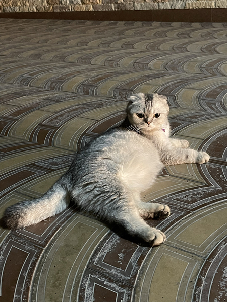 Кошка шотланская шиншила