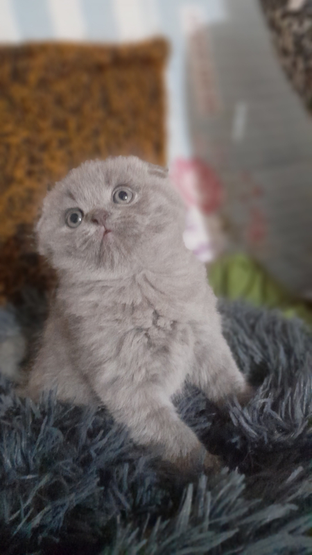 Шотландские скотиш фолд и скотиш страйд