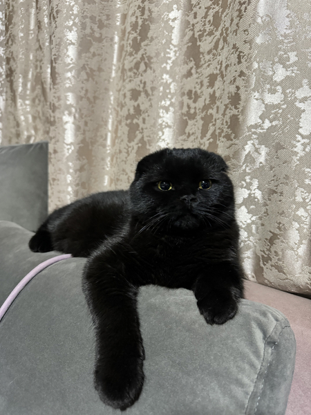 Котенок скоттиш фолд