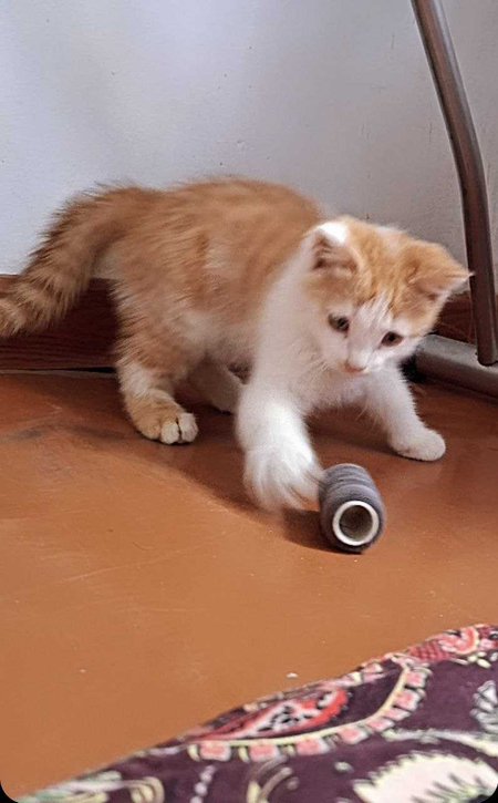 Zotdor mushuk sotiladi