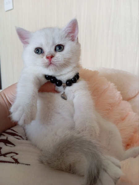 Серебристая шиншилла!