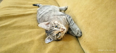 Котёнок четыре месяца