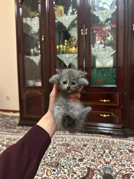 Scottish fold 1 oylik