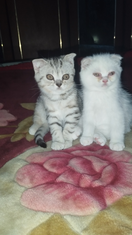 вислоухие котята
