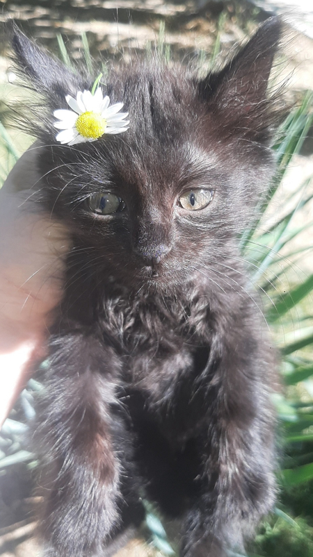Сладкий котёнок мальчик в хорошие ручки