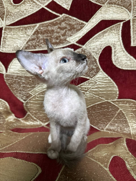 Продаётся котёнок