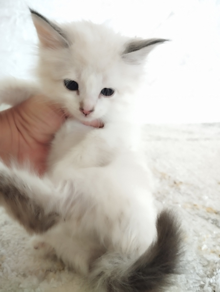Котята.Mushuk bolasi