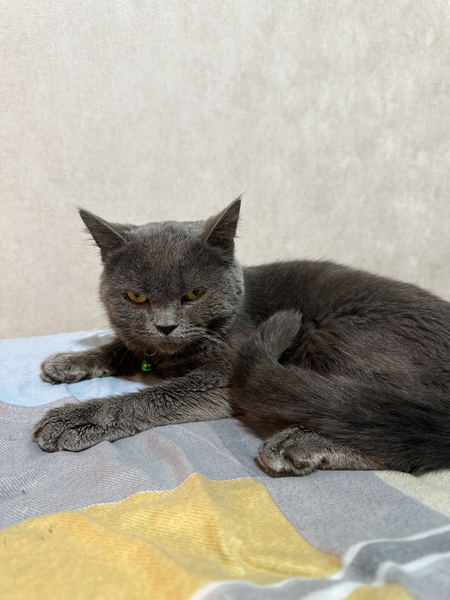 Скотиш страйт 1,5 года девочка